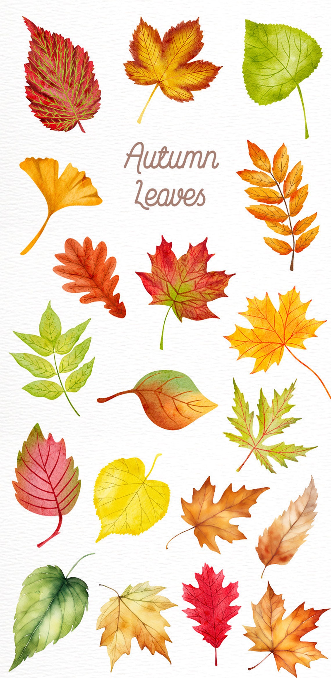 Autumn Leaves Watercolor Clipart Set, Fall Leaves Season Collection ...
