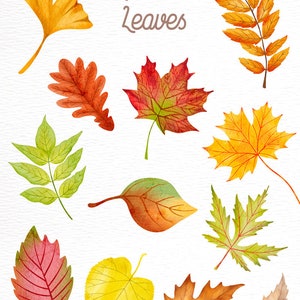 Autumn Leaves Watercolor Clipart Set, Fall Leaves Season Collection ...