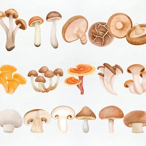 Watercolor Mushroom Clipart, Forest Nature Wild Mushroom, Fall Autumn ...