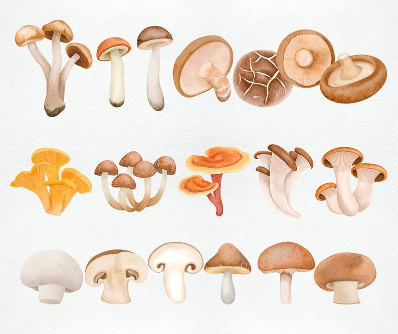 Watercolor Mushroom Clipart Forest Nature Wild Mushroom Fall - Etsy