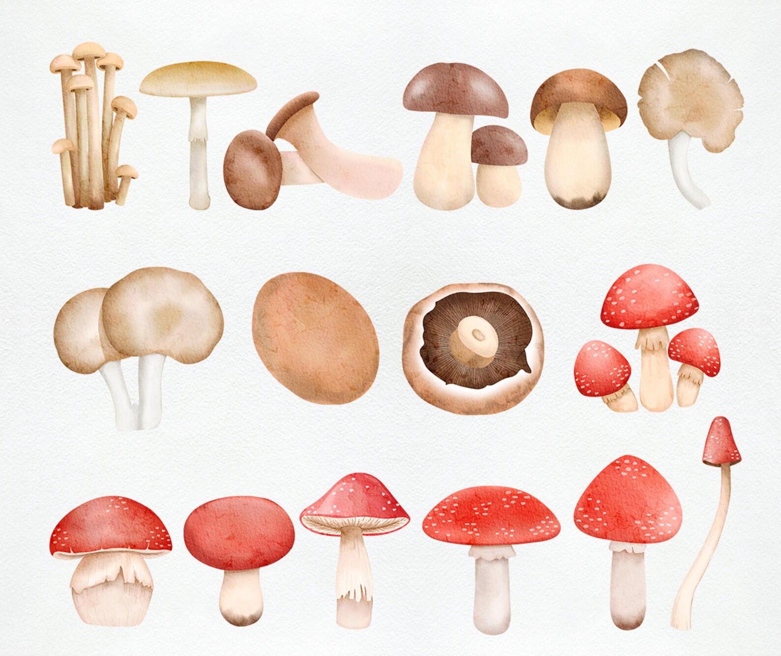 Watercolor Mushroom Clipart, Forest Nature Wild Mushroom, Fall Autumn ...