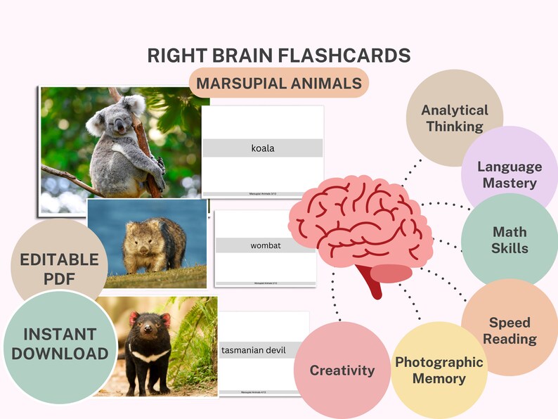12 Marsupial Animals Flashcards + Right Brain Flashcards + Nomenclature ...