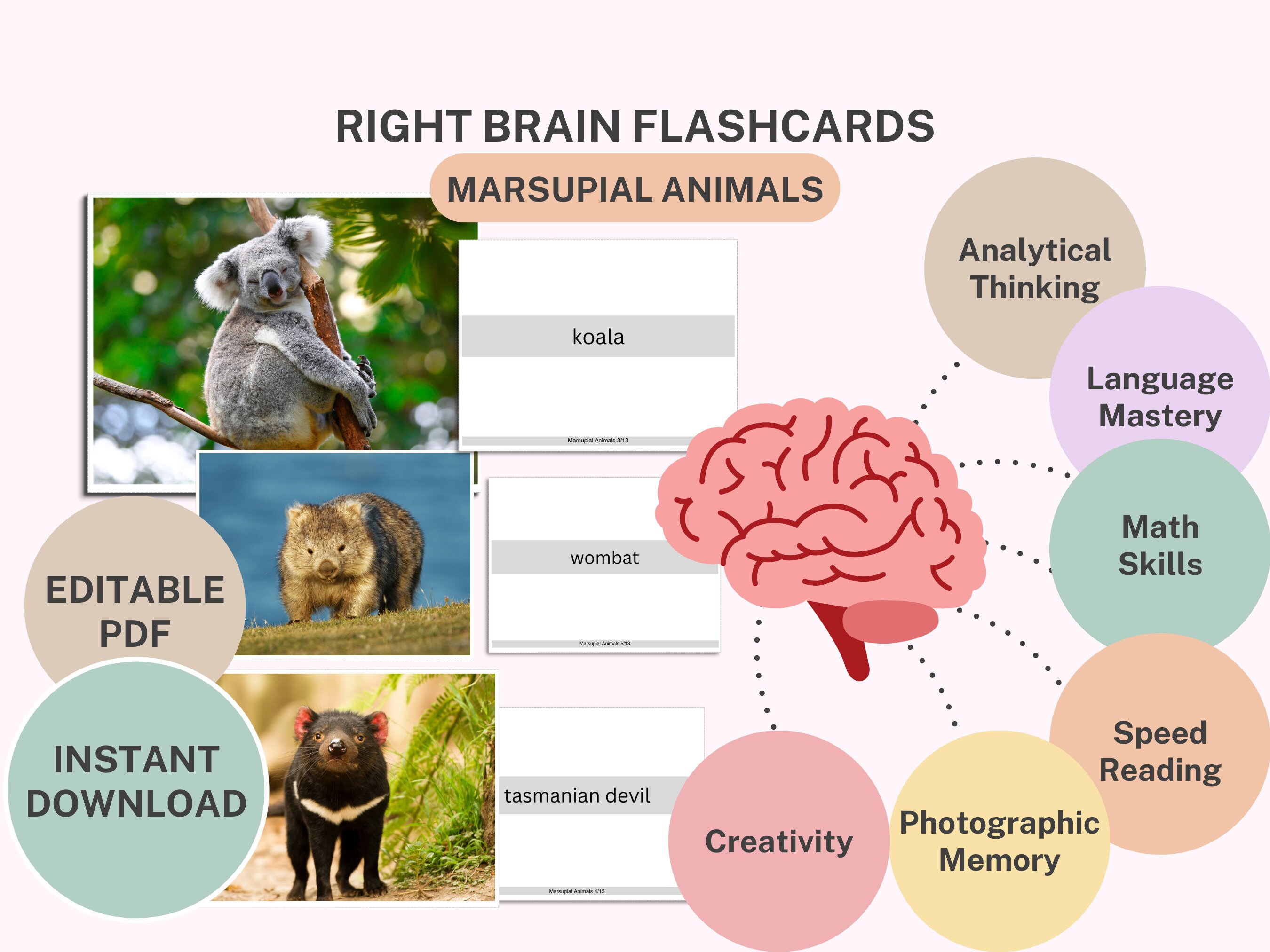 12 Marsupial Animals Flashcards + Right Brain Flashcards + Nomenclature + Editable PDF + Home ...