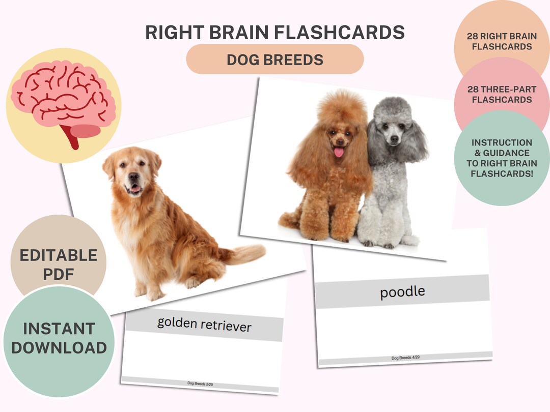 28 Dog Brreds Flashcards + Right Brain Flashcards + Nomenclature ...