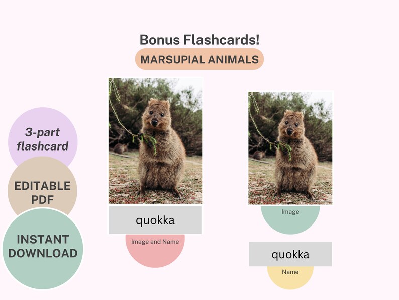12 Marsupial Animals Flashcards + Right Brain Flashcards + Nomenclature + Editable PDF + Home ...