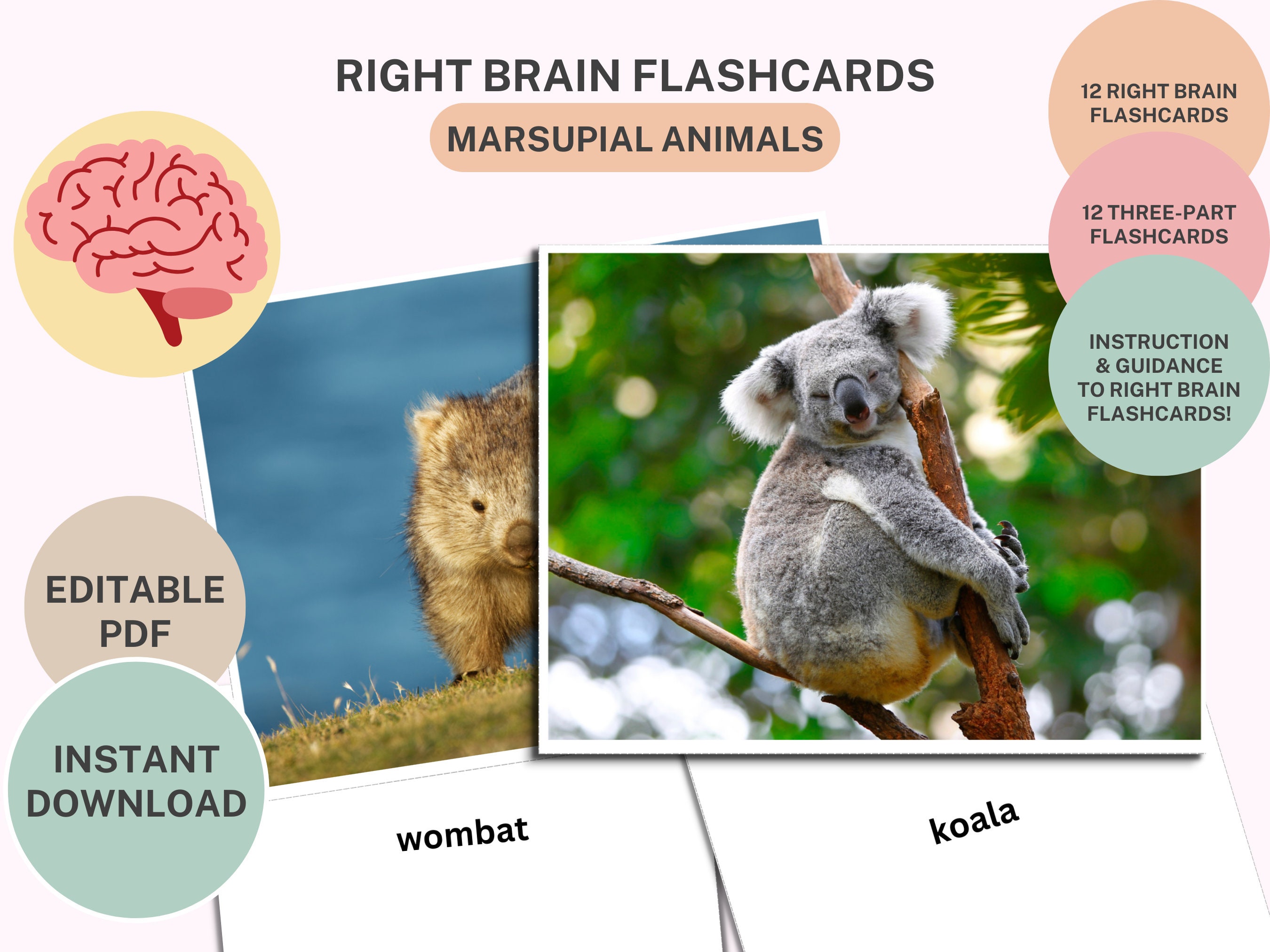 12 Marsupial Animals Flashcards + Right Brain Flashcards + Nomenclature + Editable PDF + Home ...