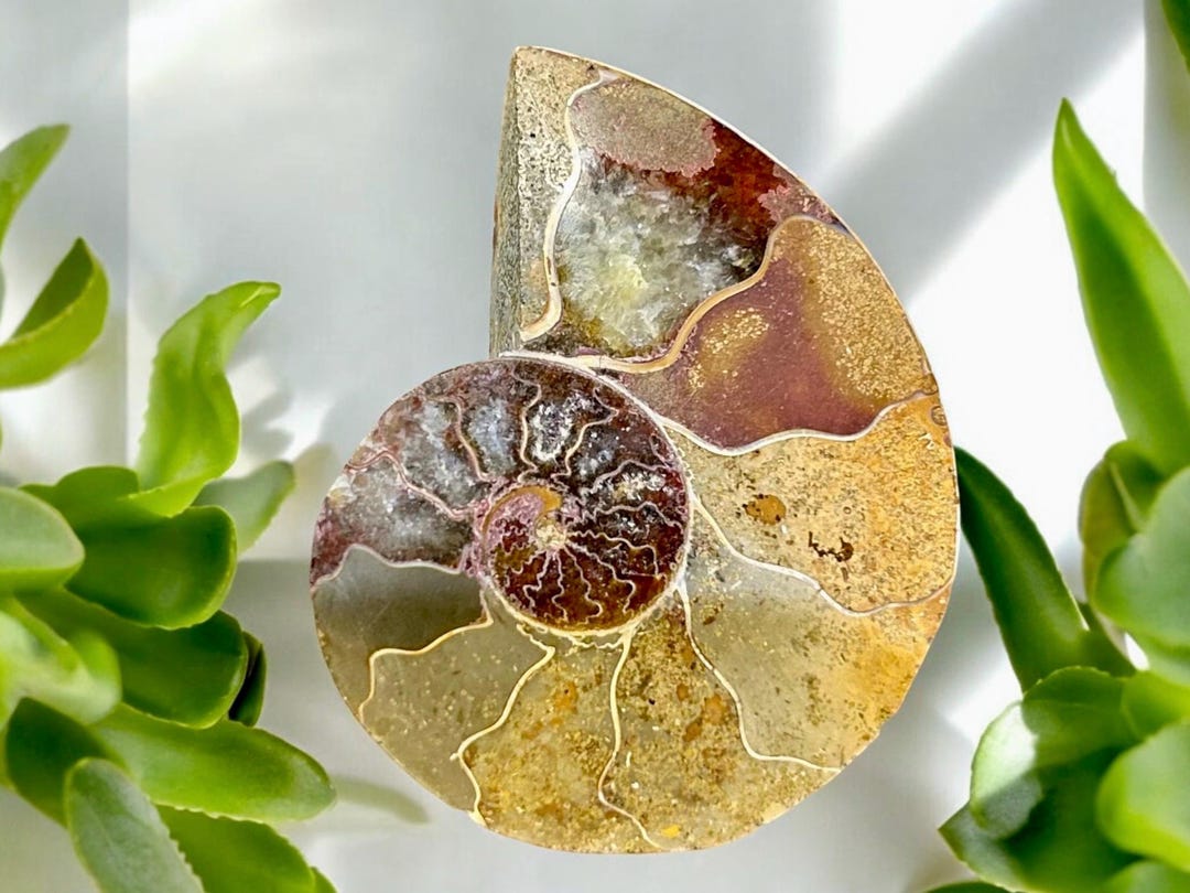 Natural Rare Ammonite Fossil | Quartz Crystal Fossil | Fossil Specimen ...