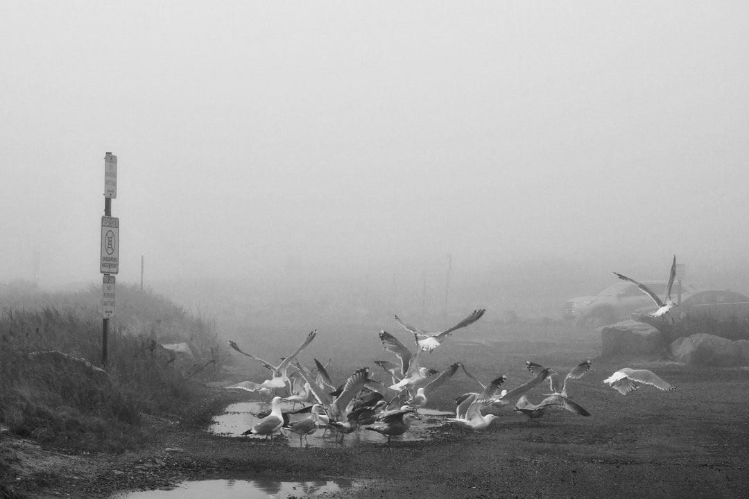 Beach Birds Descend - Etsy