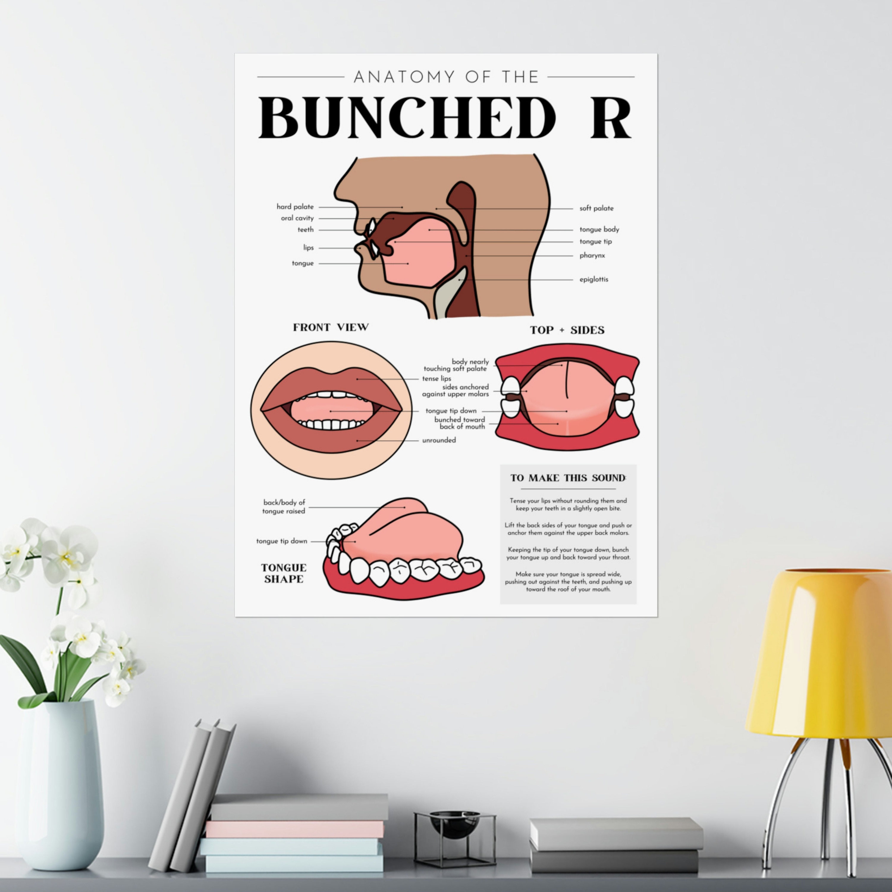 Anatomy of the Bunched R Speech Sound Poster, Speech Sound Cue Poster ...
