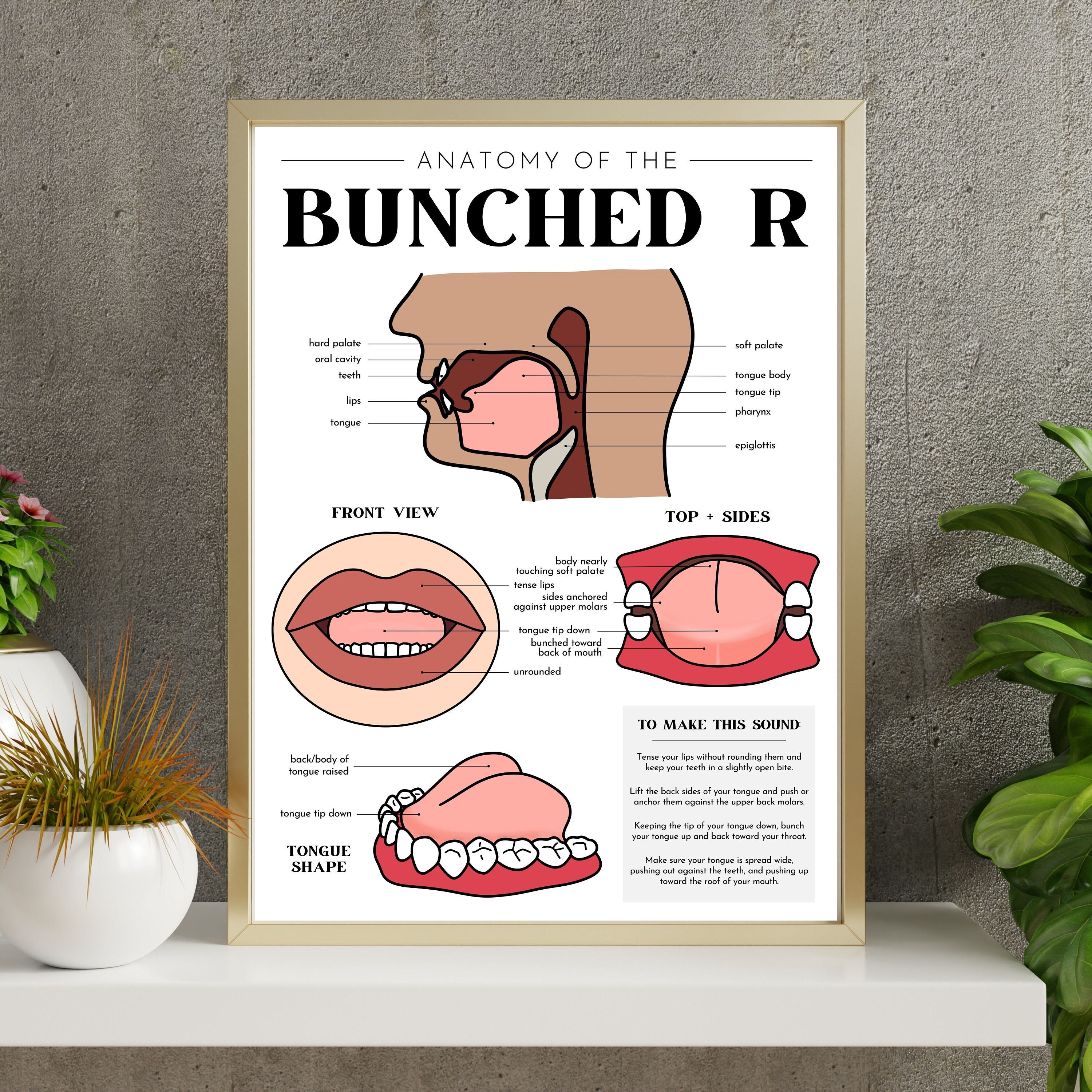 Anatomy of the Bunched R Speech Sound Poster, Speech Sound Cue Poster ...