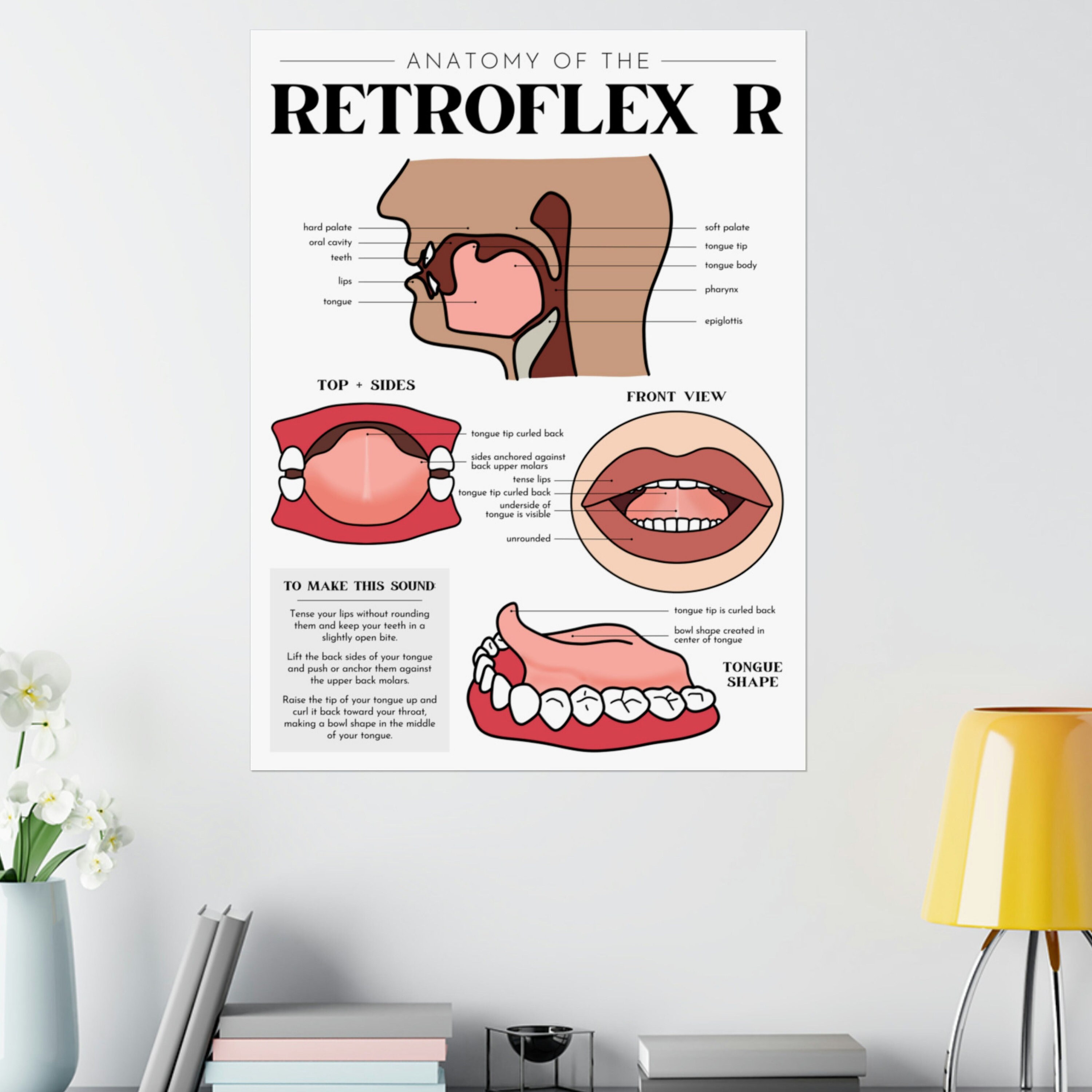 Anatomy of the Retroflex R Speech Sound Poster, Speech Sound Cue Poster ...