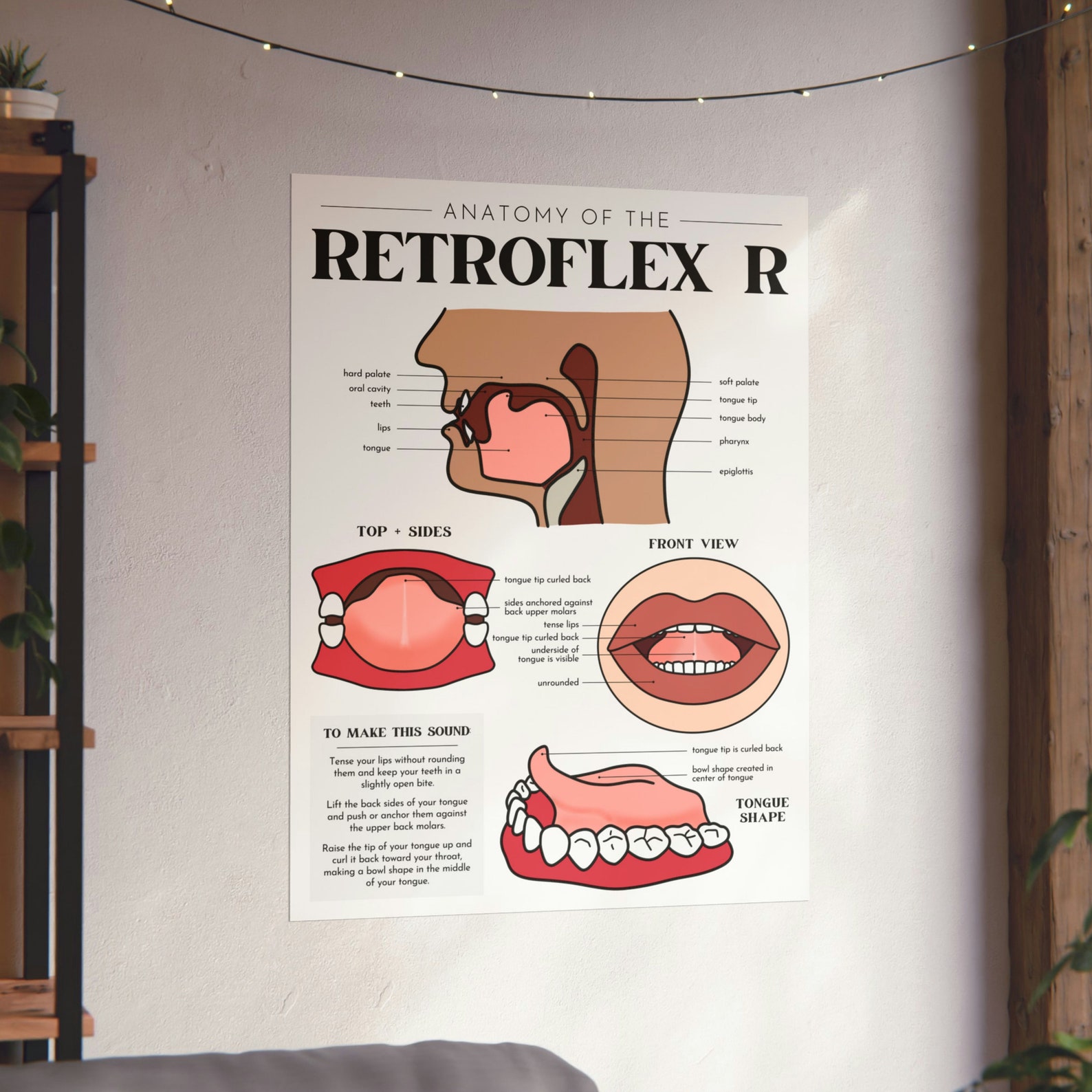 Anatomy of the Retroflex R Speech Sound Poster, Speech Sound Cue Poster ...