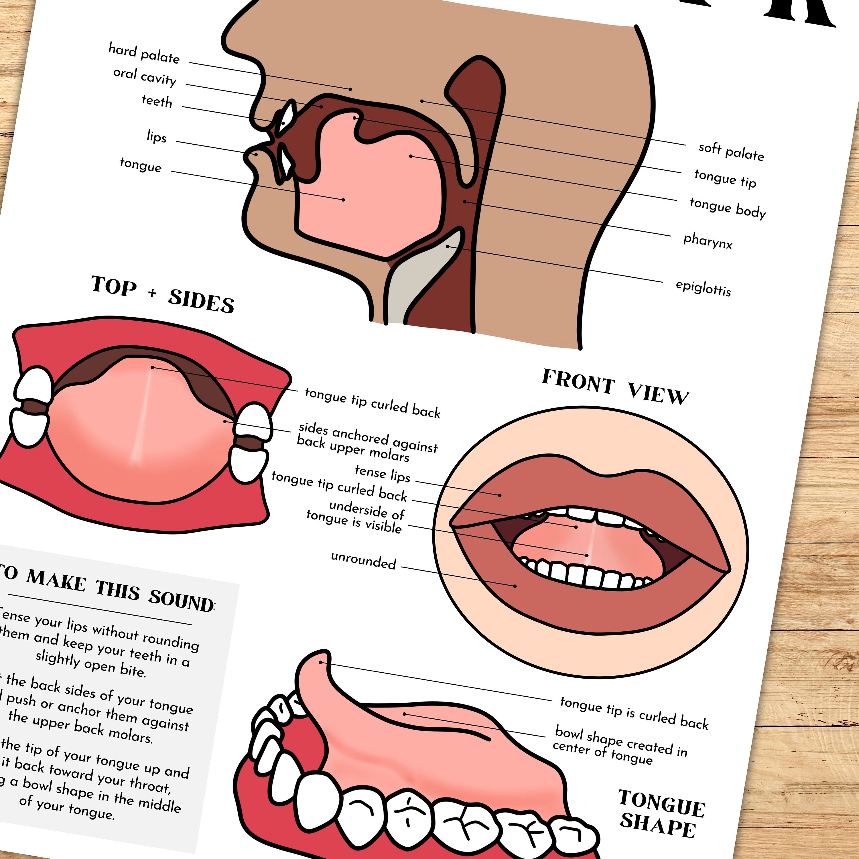 Anatomy of the Retroflex R Speech Sound Poster, Speech Sound Cue Poster ...