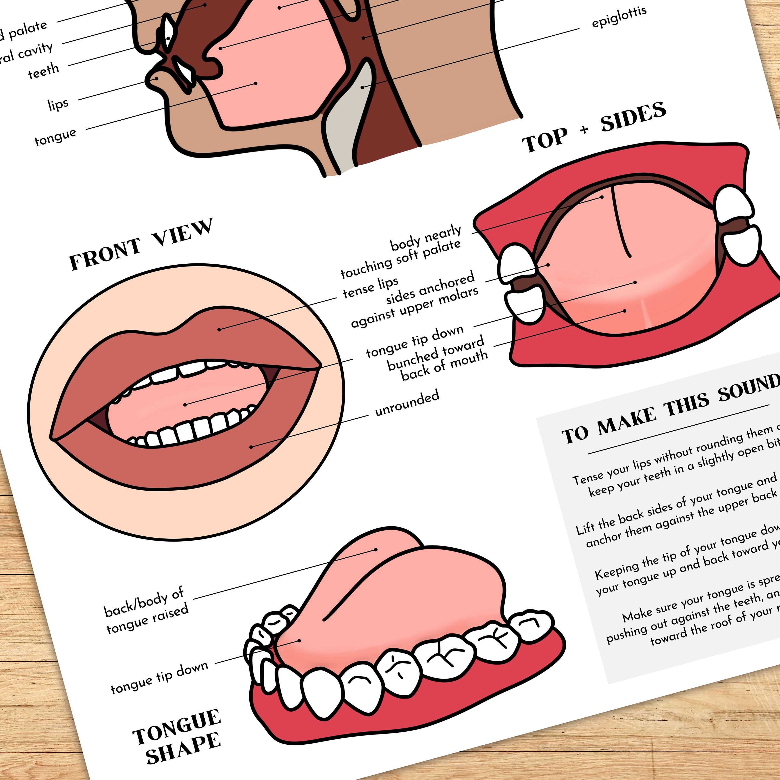 Anatomy of the Bunched R Speech Sound Poster, Speech Sound Cue Poster ...