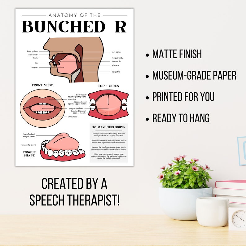 Anatomy of the Bunched R Speech Sound Poster, Speech Sound Cue Poster ...