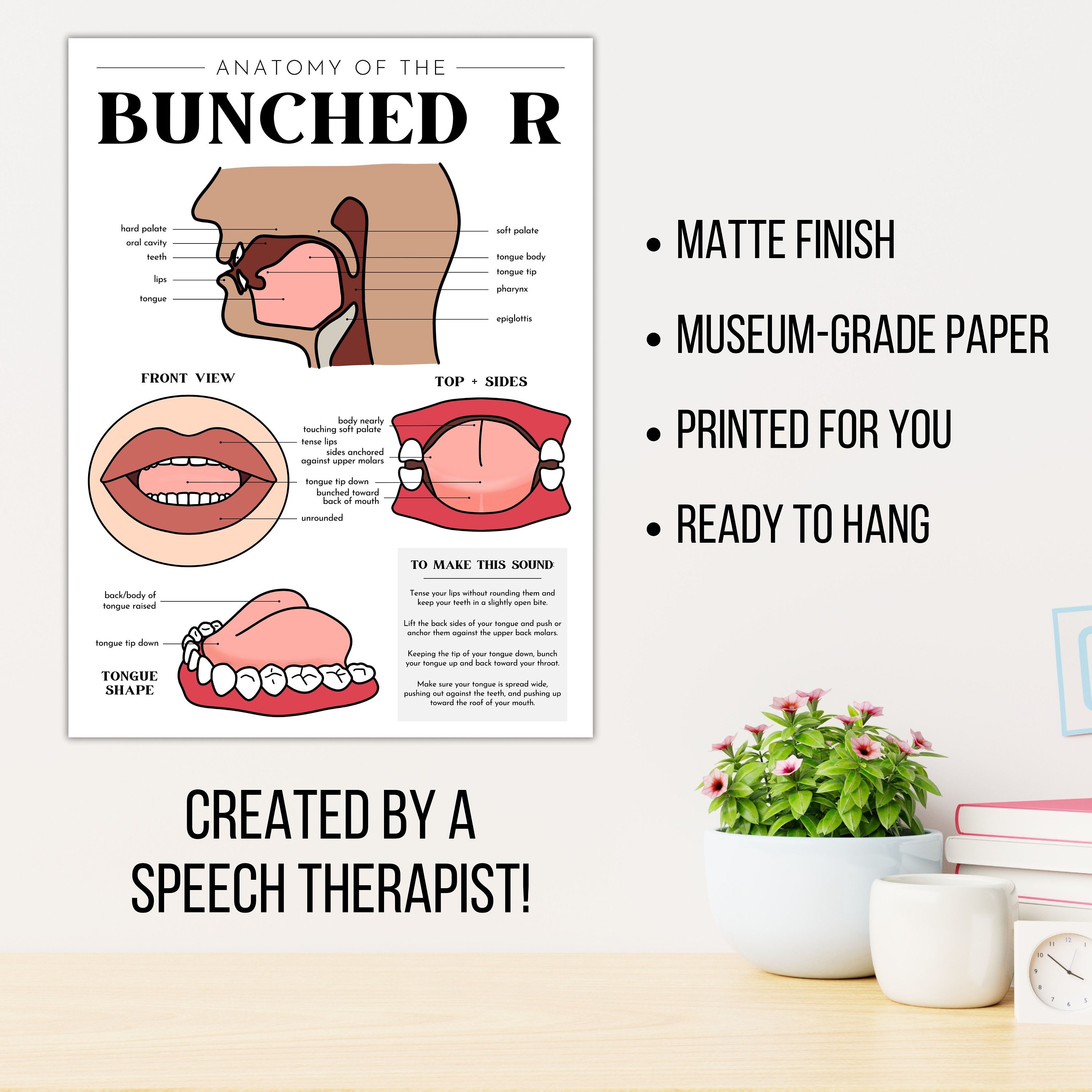 Anatomy of the Bunched R Speech Sound Poster, Speech Sound Cue Poster ...