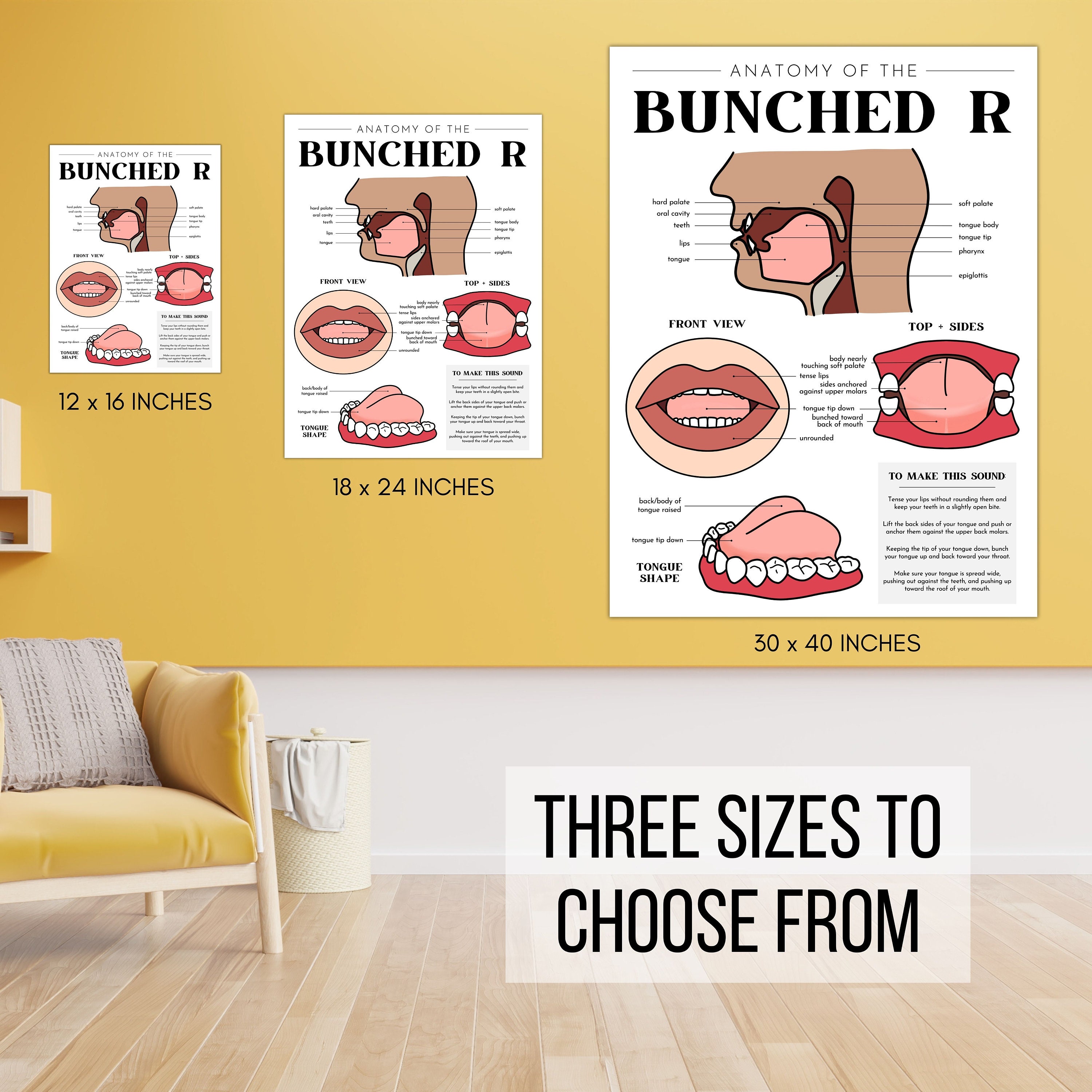 Anatomy of the Bunched R Speech Sound Poster, Speech Sound Cue Poster ...