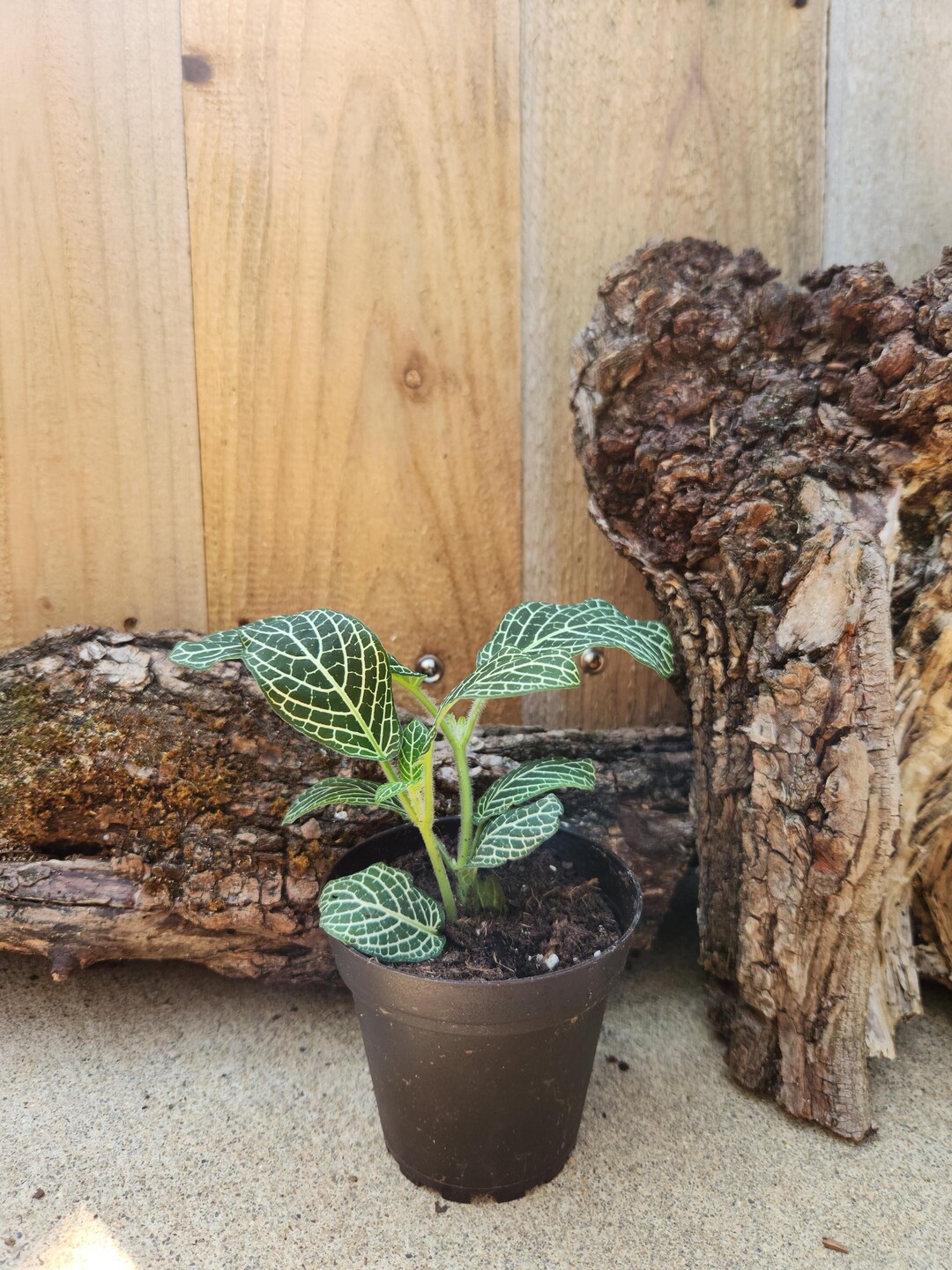 Fittonia 'superba' "nerve Plant" - Etsy