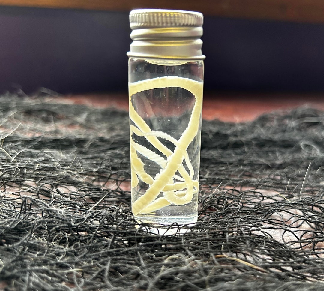 Preserved Canine Tapeworm Wet Specimen - Etsy