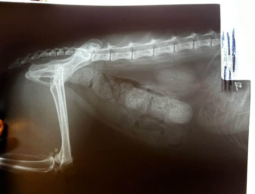 Veterinary X-rays Constipated Cat Collection - Etsy