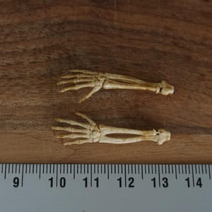 Miniature Human Bones, Horror Halloween Diorama, Terrarium, Room Box - Etsy