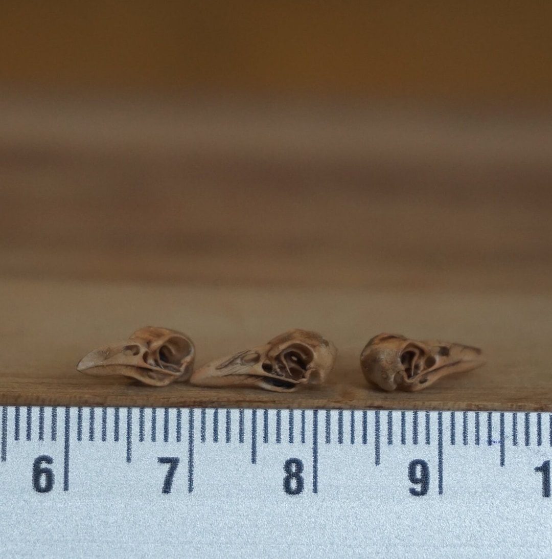 Miniature Raven Skulls, Horror Halloween Diorama, Terrarium Supply - Etsy