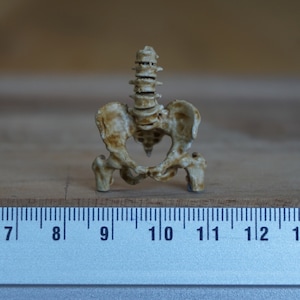 Miniature Human Bones, Horror Halloween Diorama, Terrarium, Room Box - Etsy