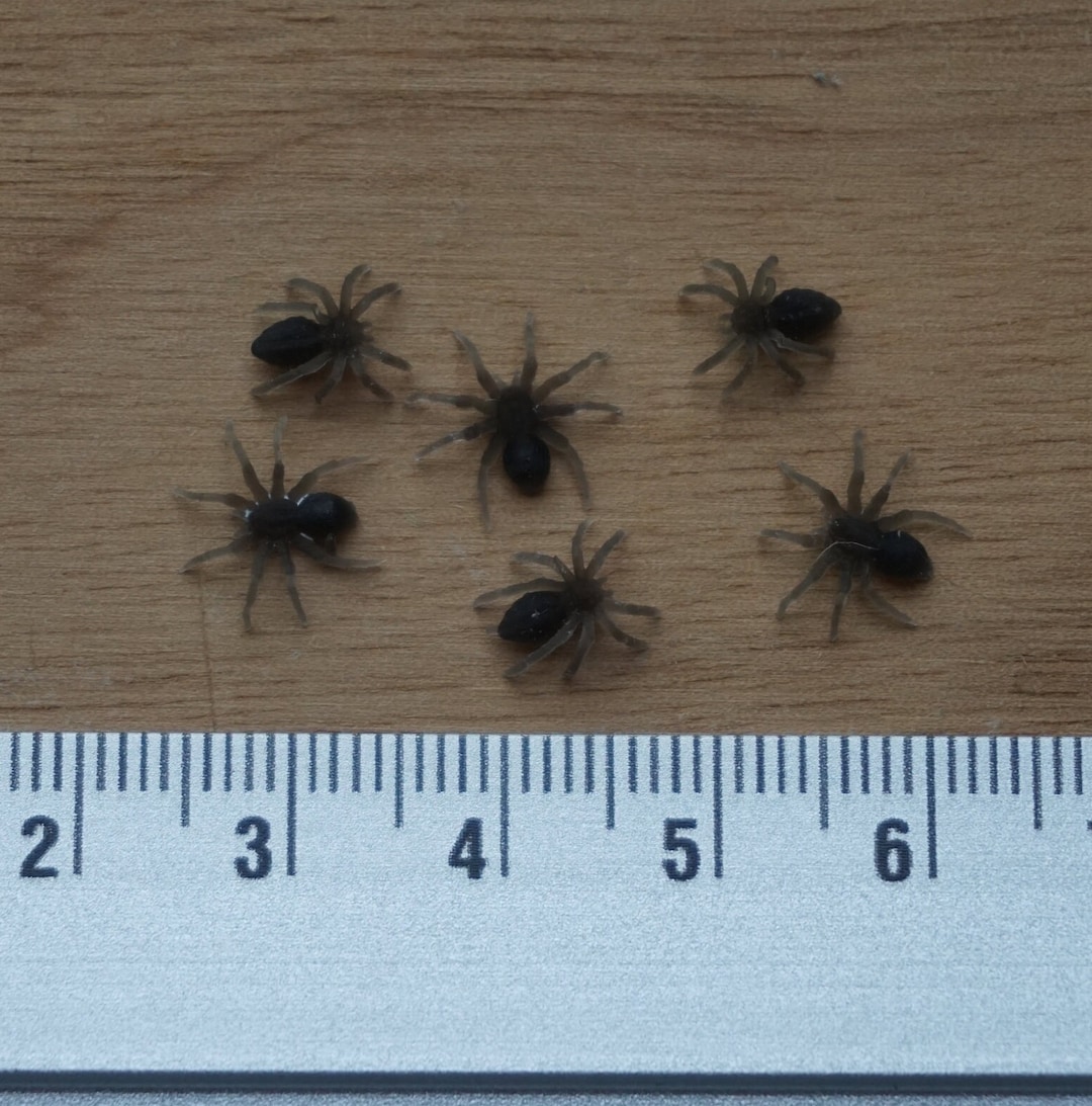 Miniature Spiders, 1:12 Scale Miniature Size for Horror Diorama ...