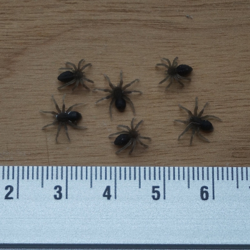 Samini Spiderini Ritual - Etsy Canada