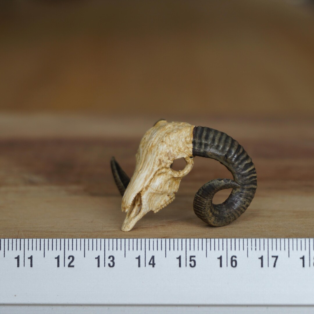 Miniature Ram Skull, 1:12 Scale for Desert Diorama, Dollhouse - Etsy