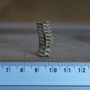 Miniature Human Bones, Horror Halloween Diorama, Terrarium, Room Box - Etsy