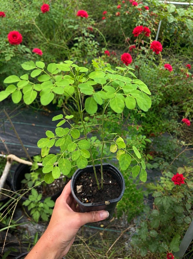 Live 9” Moringa Plant | Moringa Oleifera | Drumstick Tree | Edible ...