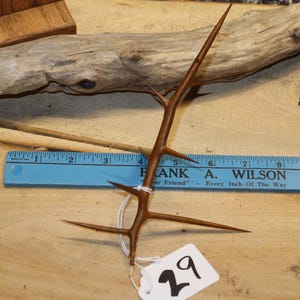 Large Honey Locust Thorn With Spikes / Spurs. Sharp Use Caution When ...