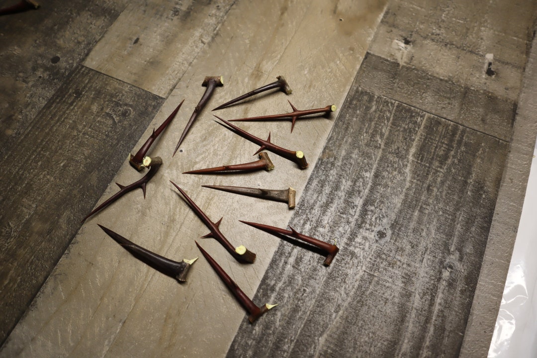 50 Hawthorn Thorns 4 Inches Long and Longer Sharp Thorn - Etsy