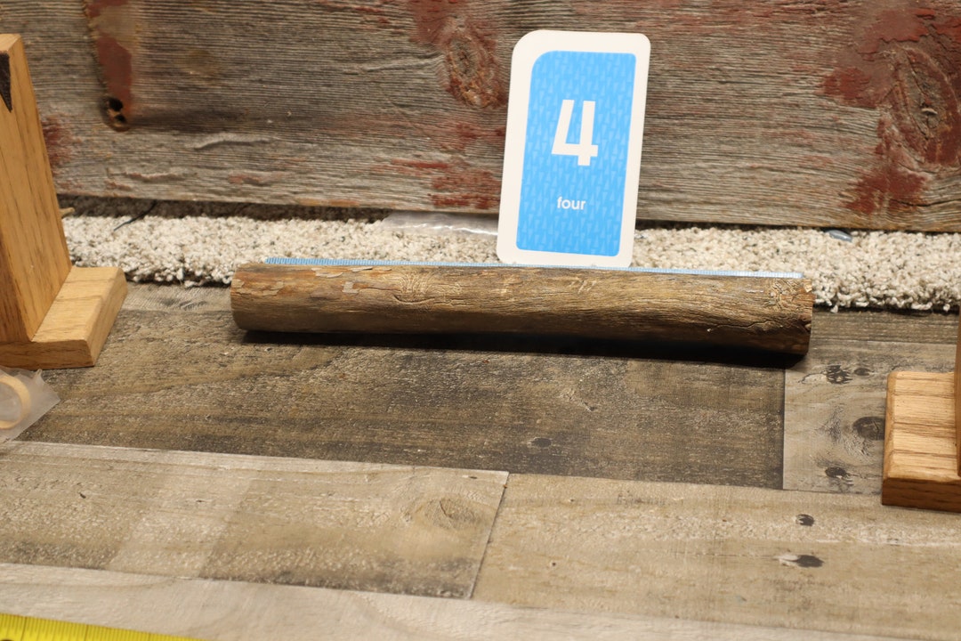 1 Foot One Stick Red Elm Mini Log 12 Inches Long Red Elm Wood No Bark ...