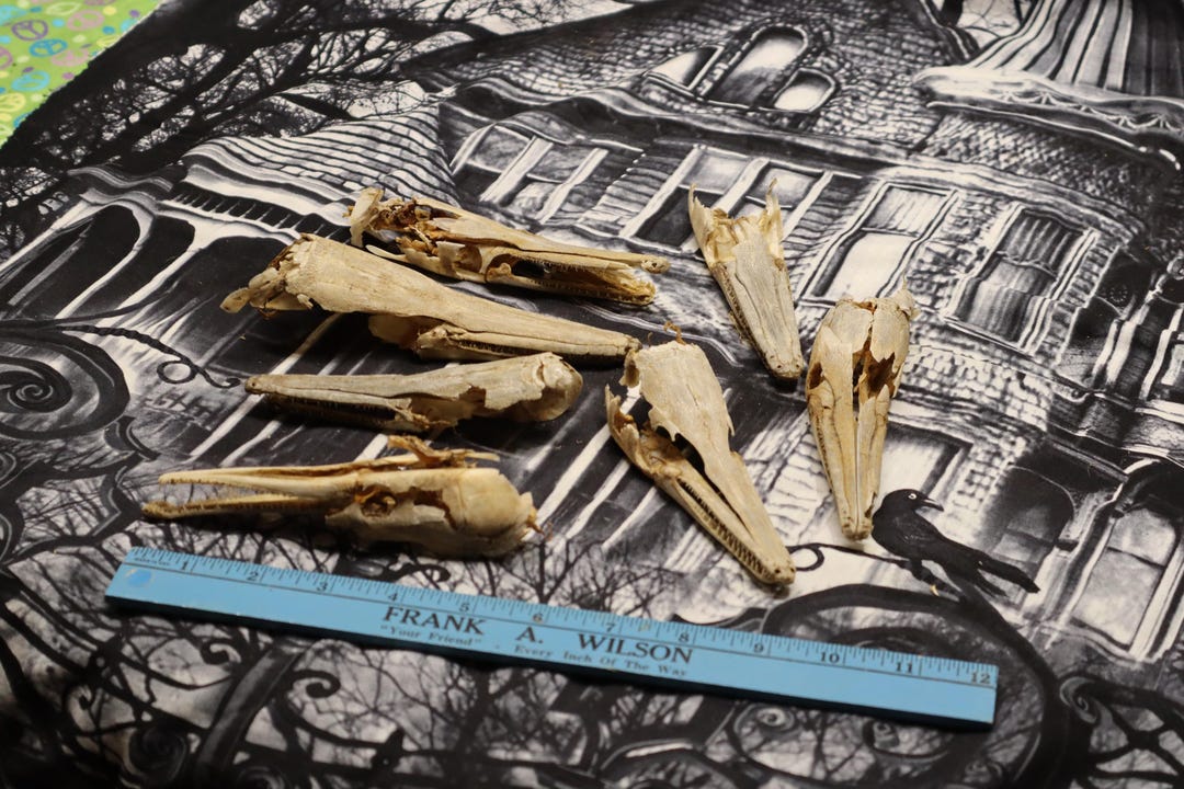 7 Alligator Gar Skulls About 5 to 6 Inches Long - Etsy