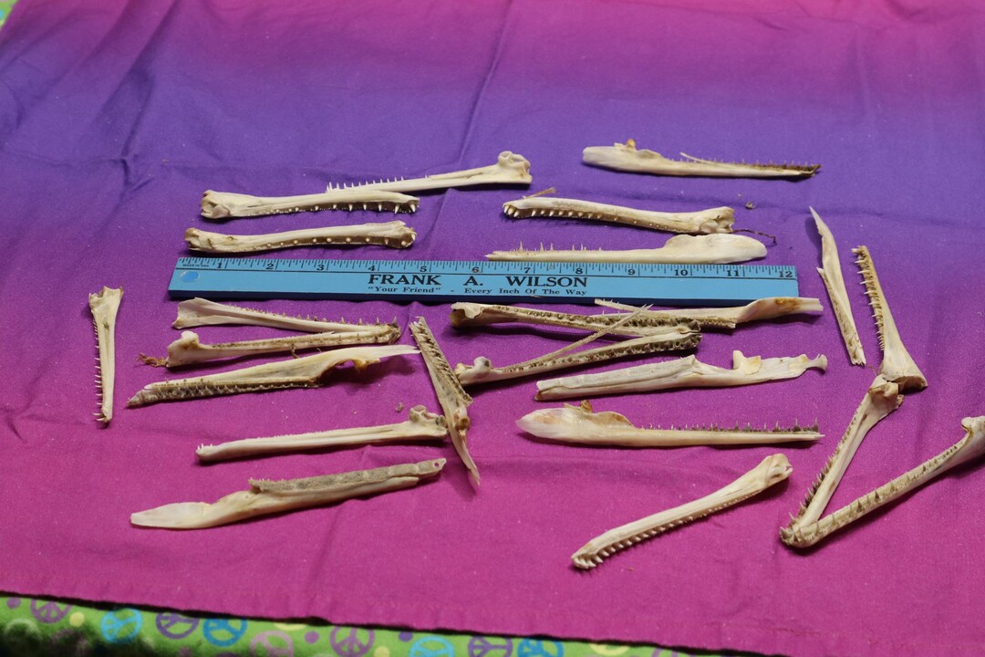 20 Pieces Alligator Gar Jaws With Teeth. Lower Jaw Bones With Sharp ...
