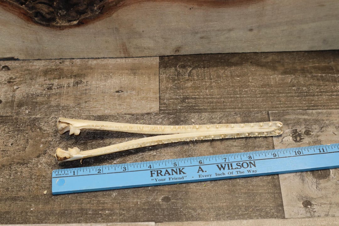 Long Alligator Gar Jaw With Teeth. Lower Jaw Bone With Sharp Teeth Few ...