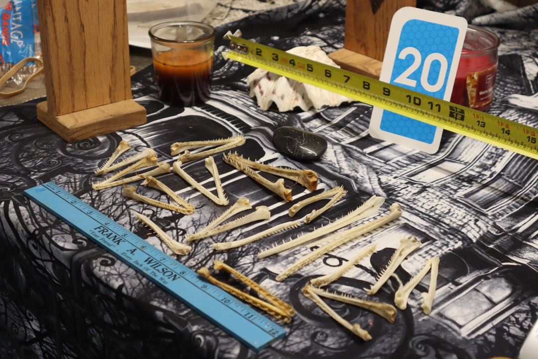 17 Pieces Alligator Gar Jaws With Teeth. Lower Jaw Bones With Sharp ...