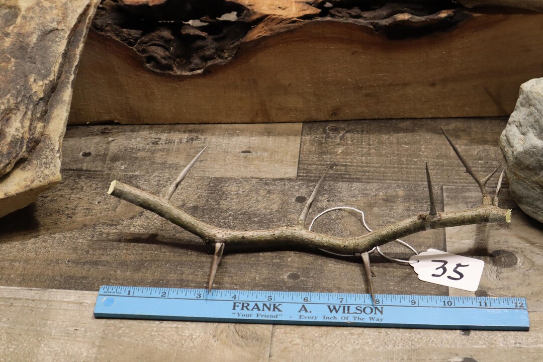 Thorn Tree Limb, Branch as Pictured. 1 Twig Lot # 35 - Etsy