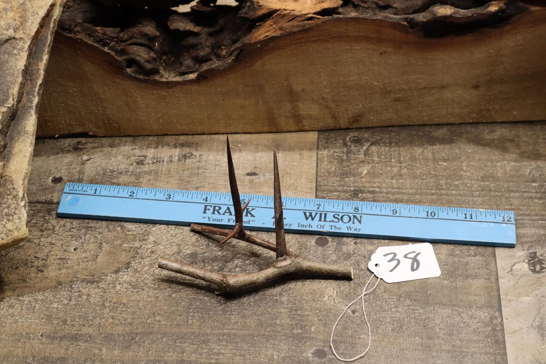 Thorn Tree Limb, Branch as Pictured. 1 Twig Lot # 38 - Etsy