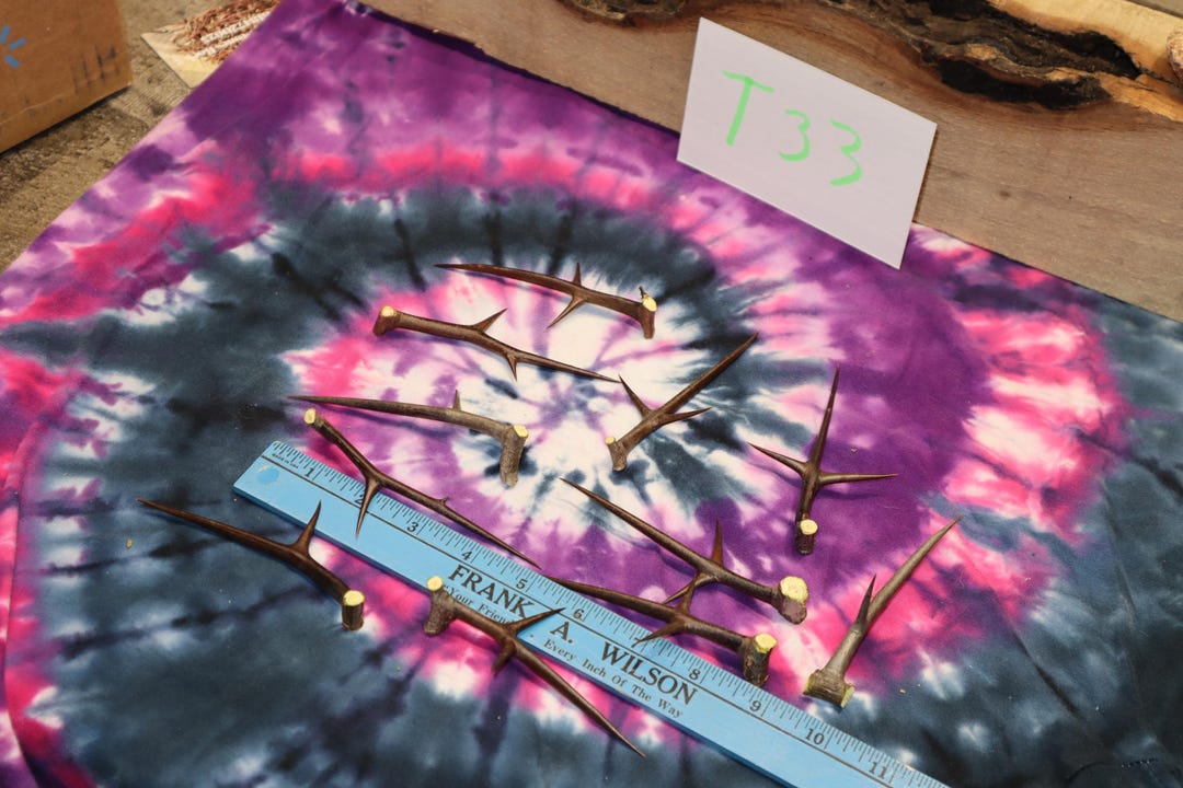 12 Hawthorn Thorns Long Sharp Thorn. Handle With Care. as Pictured. Lot ...