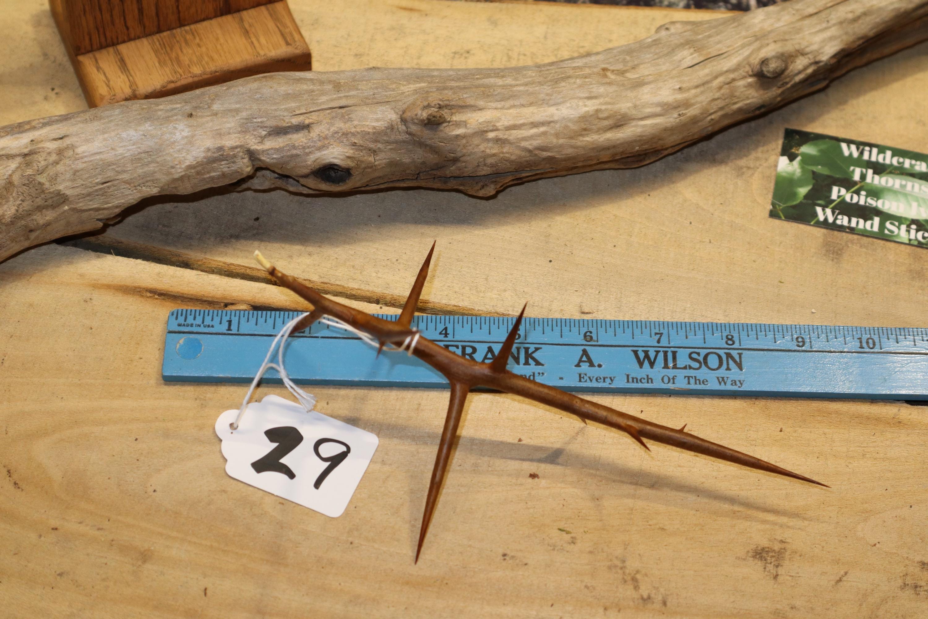 Large Honey Locust Thorn With Spikes / Spurs. Sharp Use Caution When ...