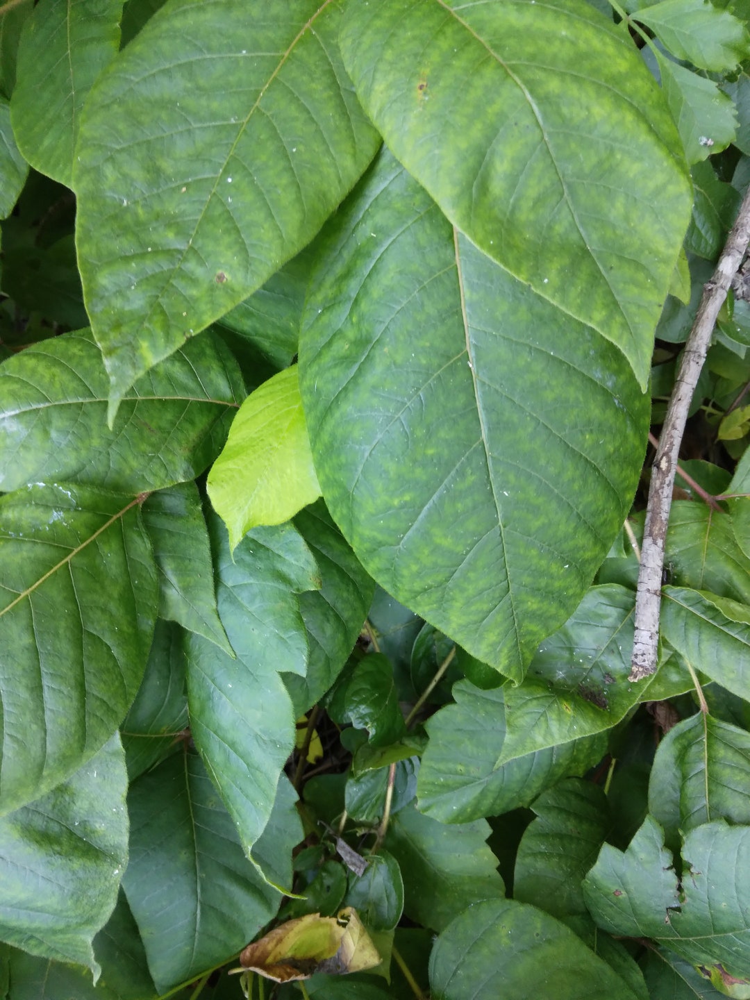 16 Inch Long Fresh Harvested Poison Ivy Root - Etsy