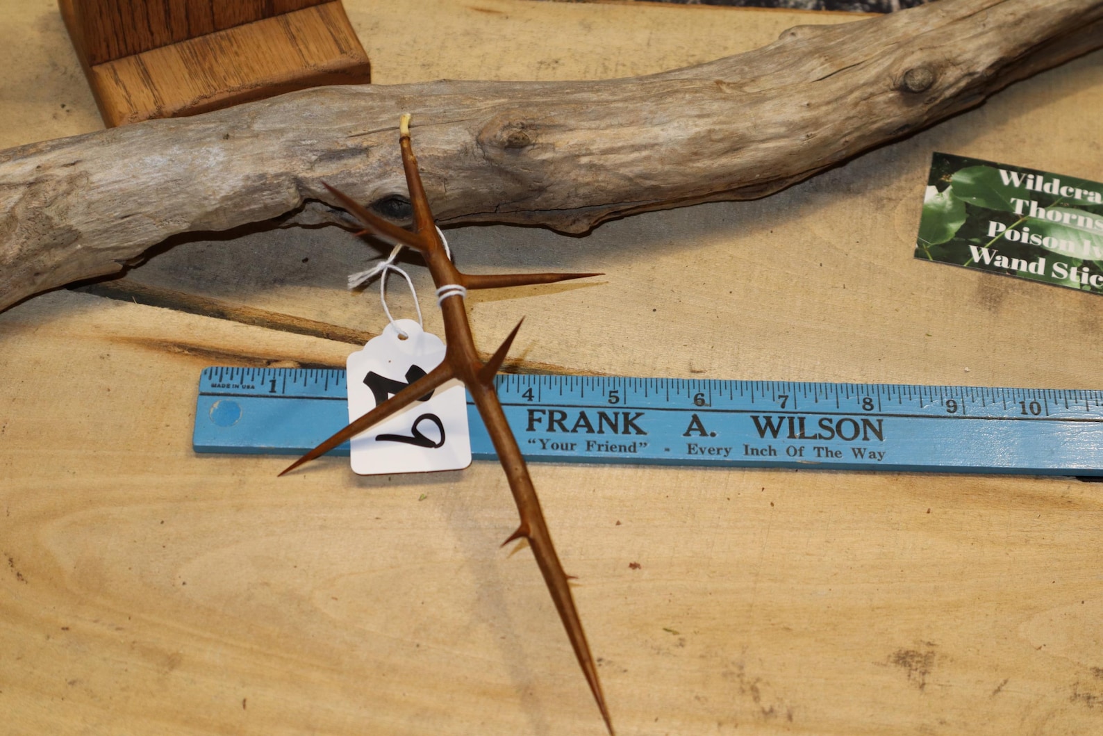 Large Honey Locust Thorn With Spikes / Spurs. Sharp Use Caution When ...