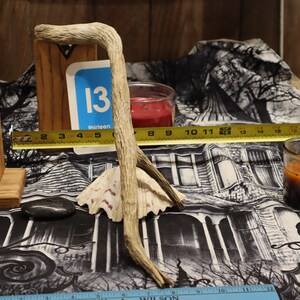 Forked Cane Shaped Cleaned Driftwood Pieces Weathered Rustic Look Art ...