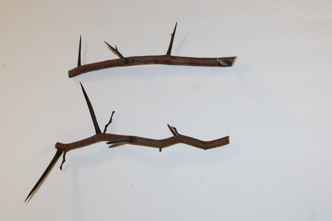 2 Thorn Branches Limbs Sticks Art Craft Honey Locust - Etsy