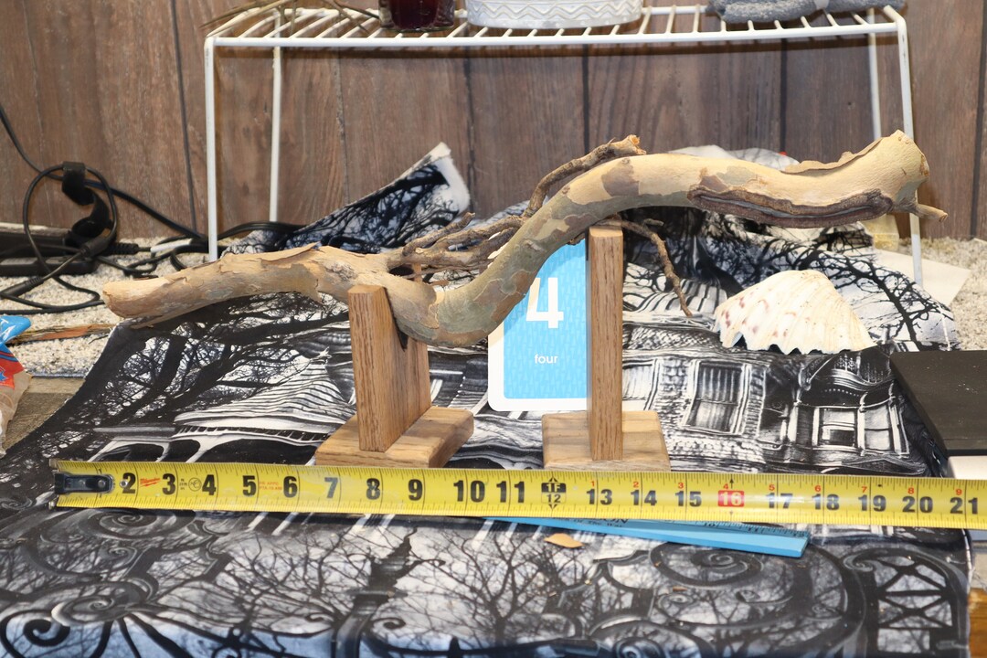 20 Inch Long Bowed Wiggly Bent Sycamore Tree Root Odd Shaped Wood - Etsy