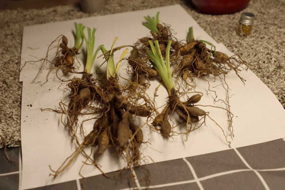 Wild Grown Ditch Lillys Day Lilies Roots With Tubulars , Fresh Dug for ...