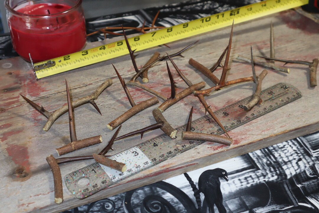 15 Thorn Sticks, Sizes Vary Sharp Long Thorns on the Branch. - Etsy